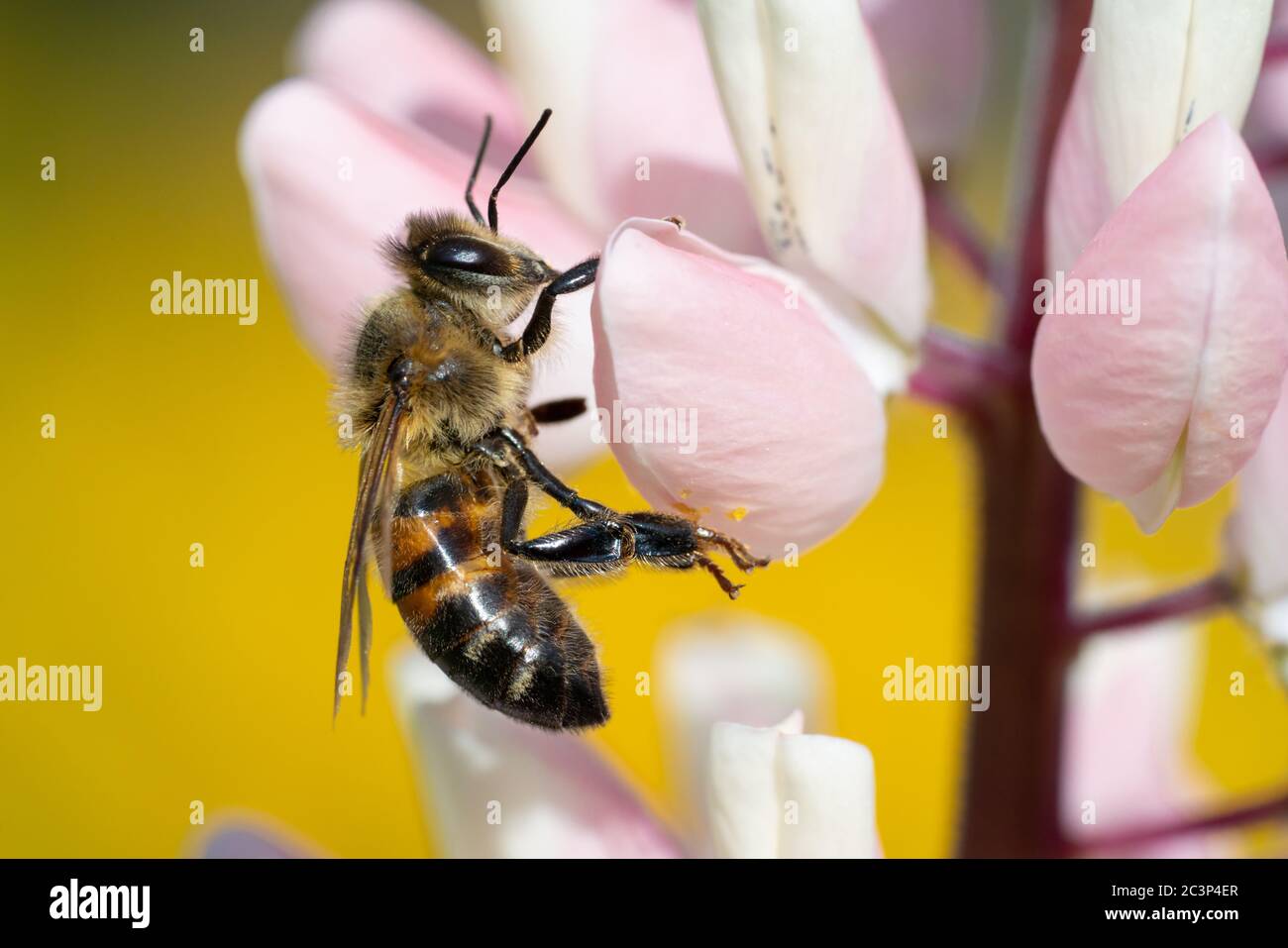 Pollen of flowers hi-res stock photography and images - Alamy