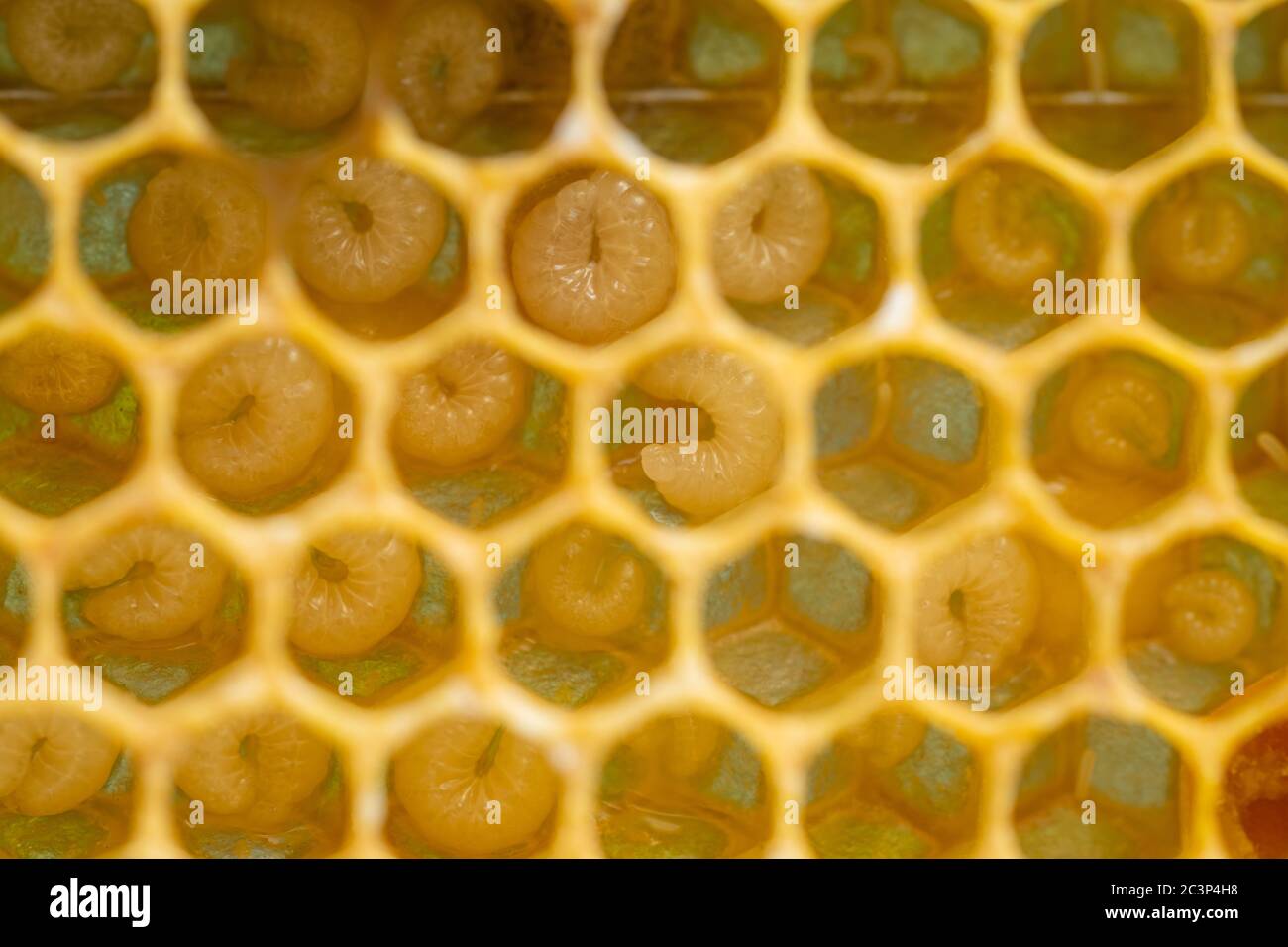 Larvae bee hi-res stock photography and images - Alamy