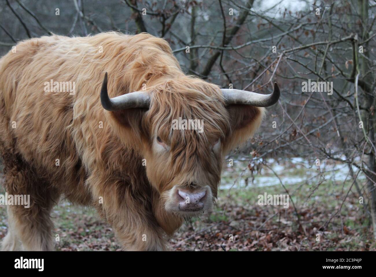 Selective focus shot of a light brown yak with big horns in a snowy ...