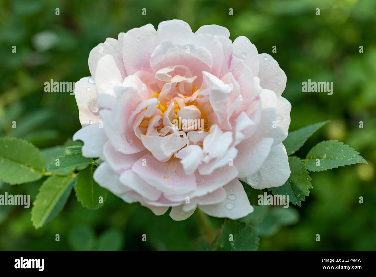 Pale pink flower of Rosa pimpinellifolia also known as burnet rose ...