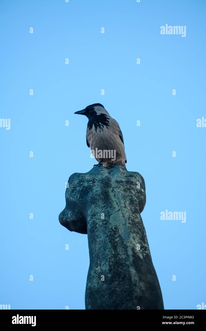 Hooded crow (Corvus cornix) perched on Liberty Statue, Citadella ...