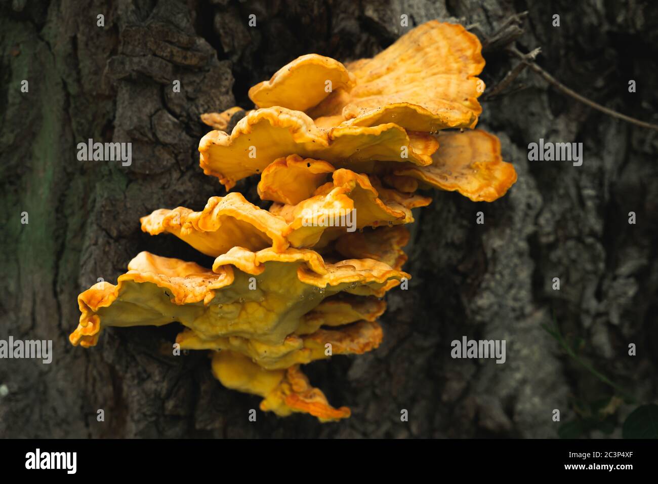 Edible Bracket Fungus High Resolution Stock Photography and Images - Alamy