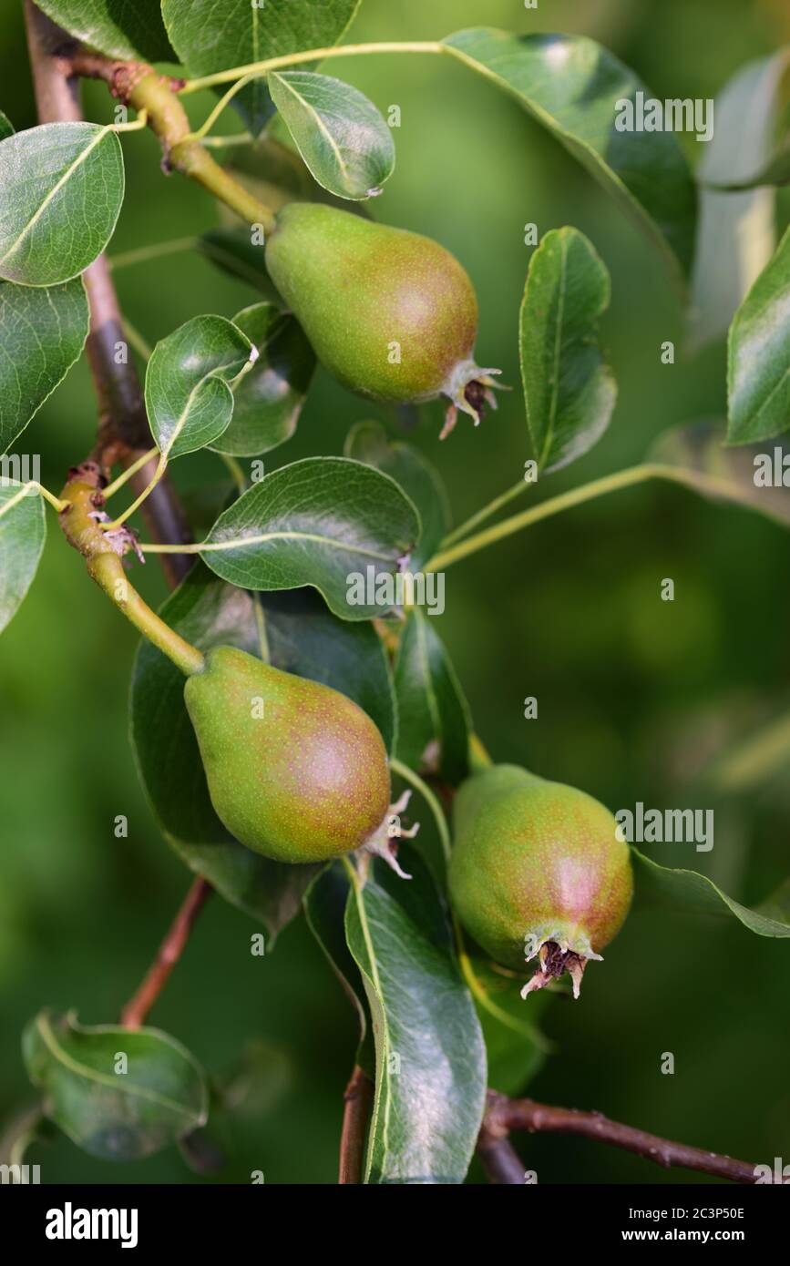 Three unripe, small pears and leaves hang on a branch of a pear tree ...
