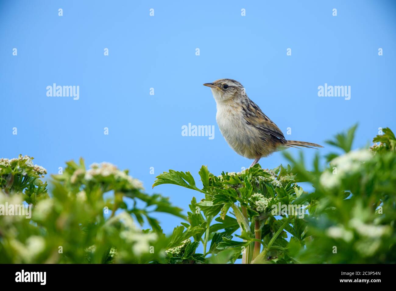 Falklands grass wren (Cistothorus platensis falklandicus), Sea Lion ...