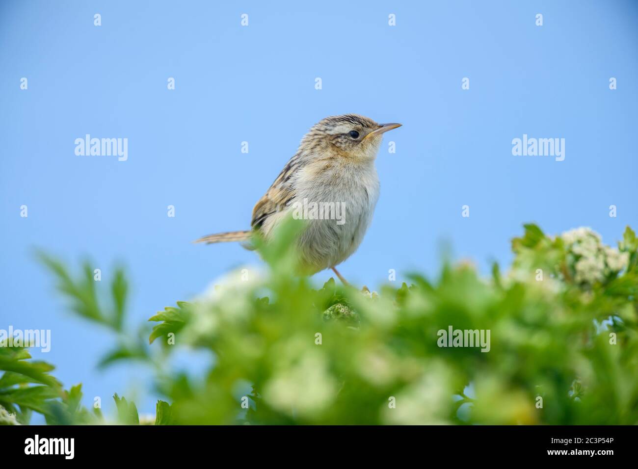 Falklands grass wren (Cistothorus platensis falklandicus) Juvenile ...