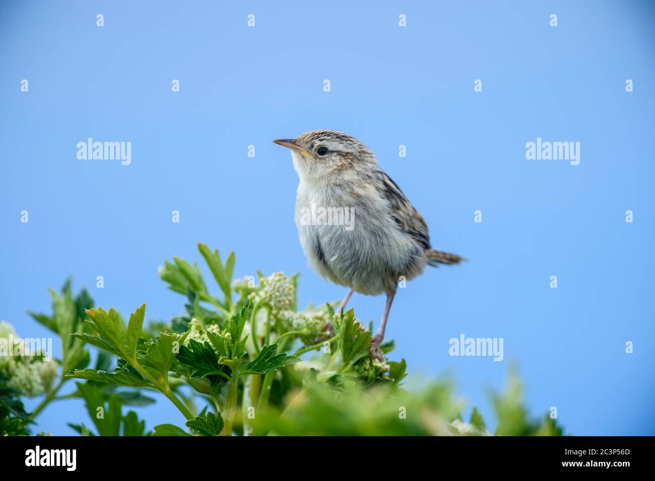 Falklands grass wren (Cistothorus platensis falklandicus) Juvenile ...
