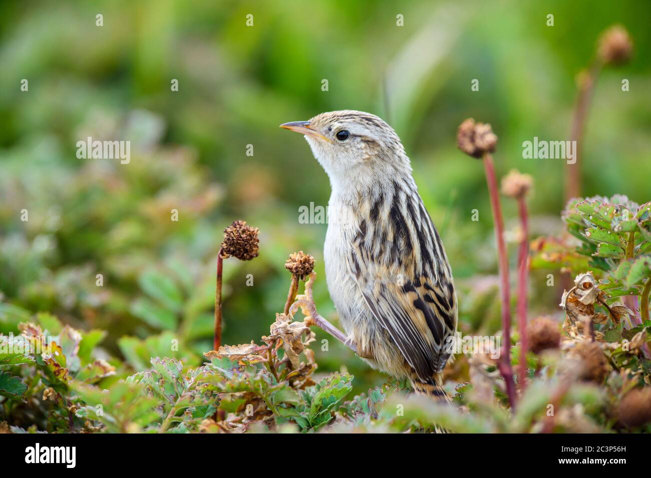 Falklands grass wren (Cistothorus platensis falklandicus), Sea Lion ...