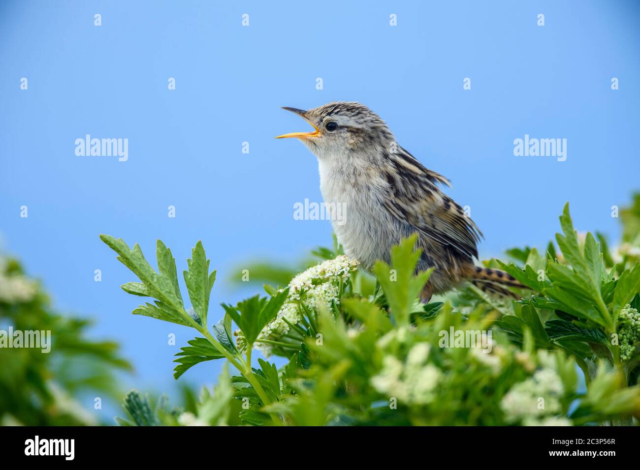 Falklands grass wren (Cistothorus platensis falklandicus) Juvenile ...