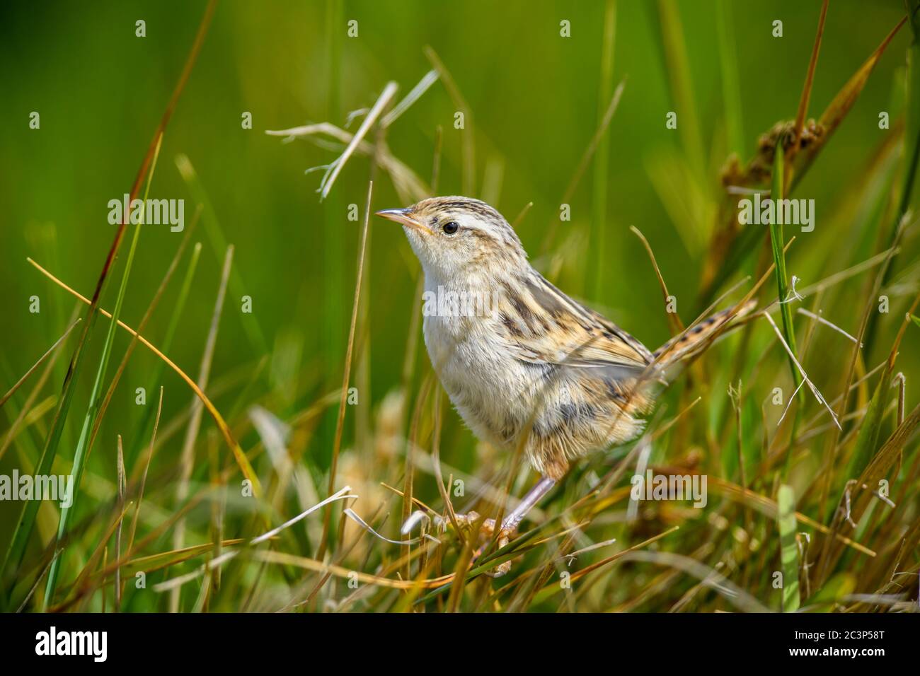 Falklands grass wren (Cistothorus platensis falklandicus), Sea Lion ...