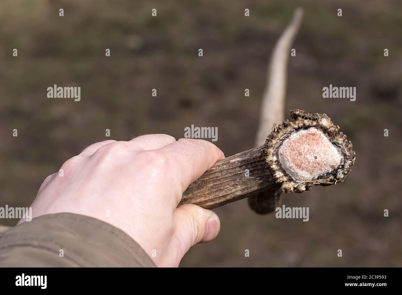 horns of a large-horned animal, antlers of a deer in the hand of a man ...
