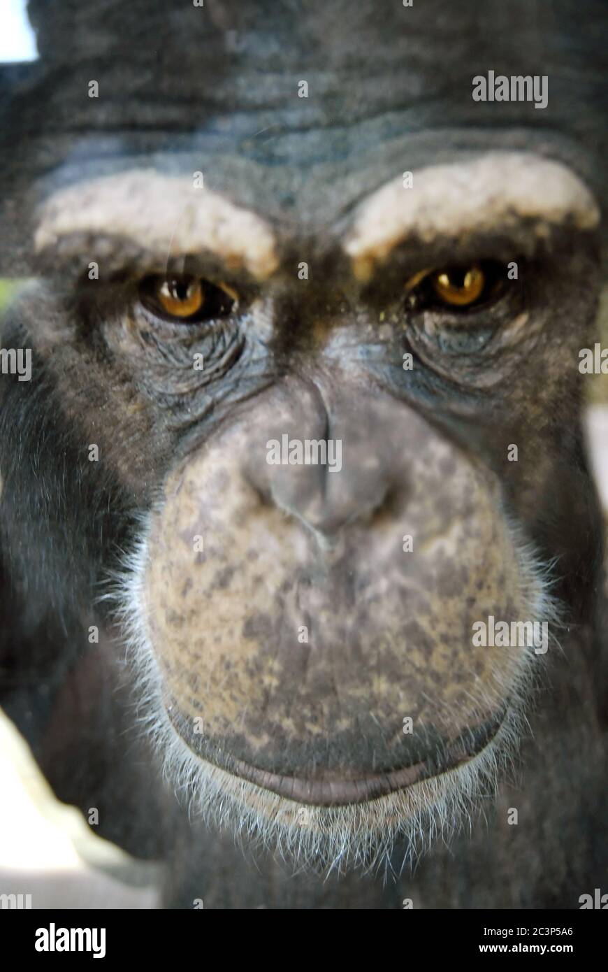 Closeup portrait of a Chimpanzee in captivity looking straight in the ...
