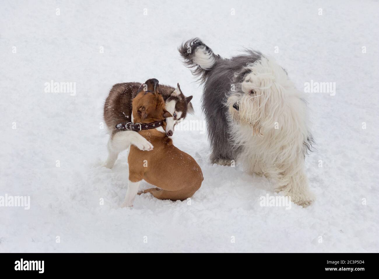 American bobtail domestic hi-res stock photography and images - Alamy