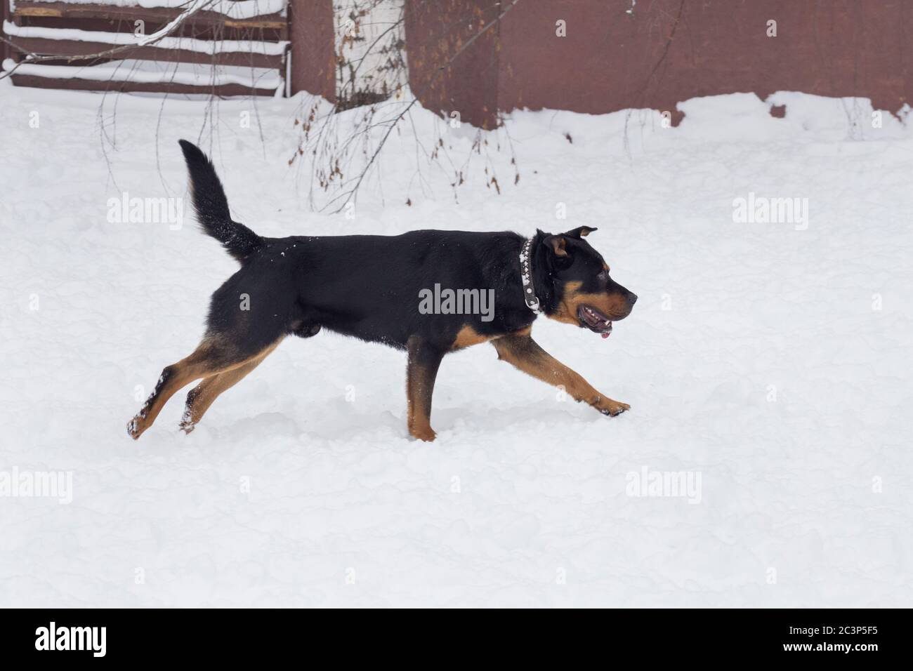Cute rottweiler puppy is running on a white snow in the winter park ...