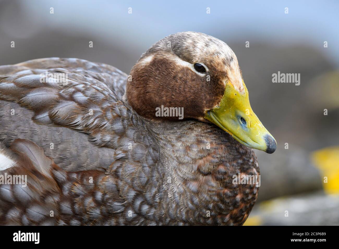 Falkland steamerduck (Tachyeres brachypterus), Carcass Island, West ...