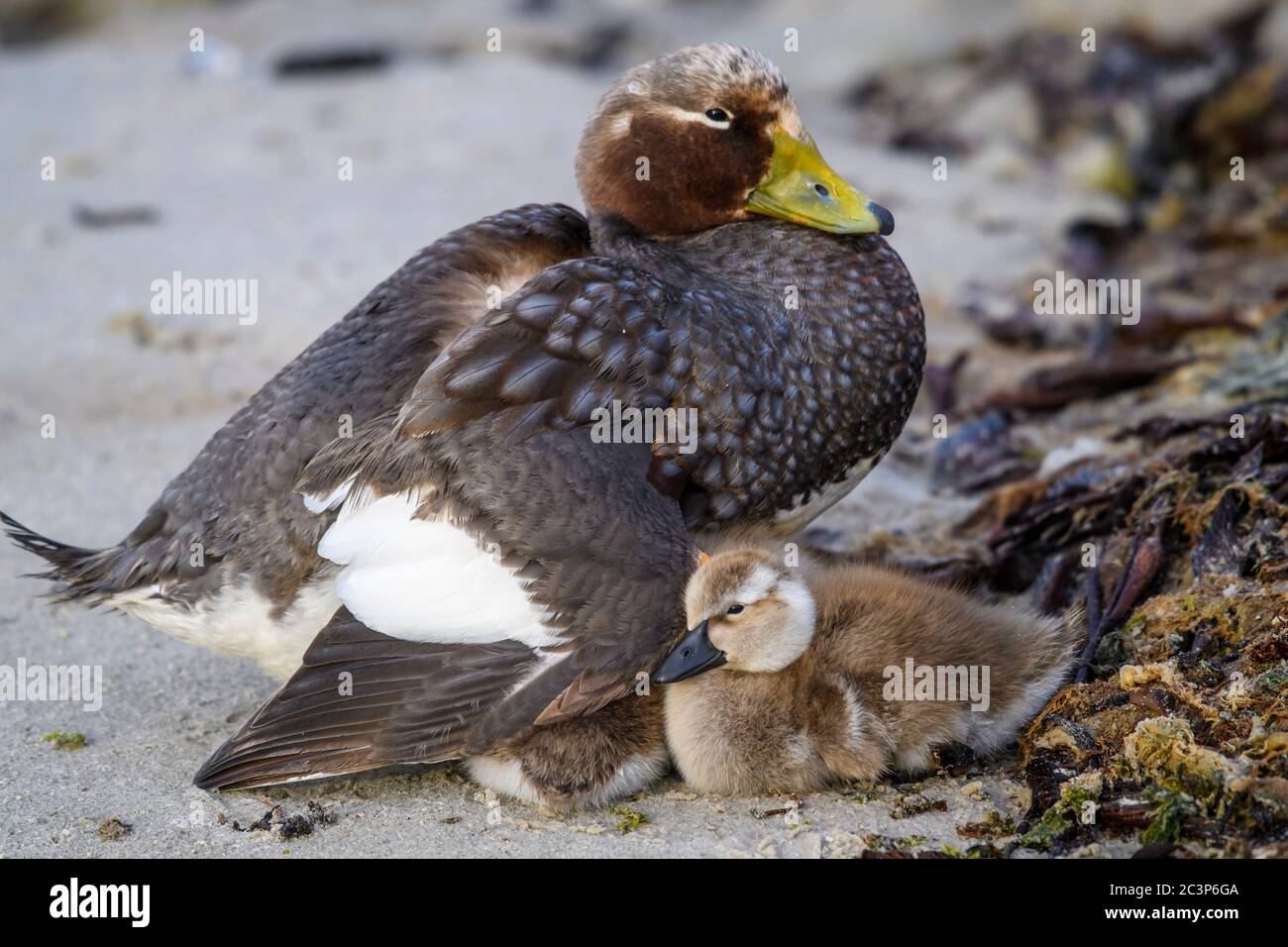 Falkland steamerduck (Tachyeres brachypterus), Carcass Island, West ...
