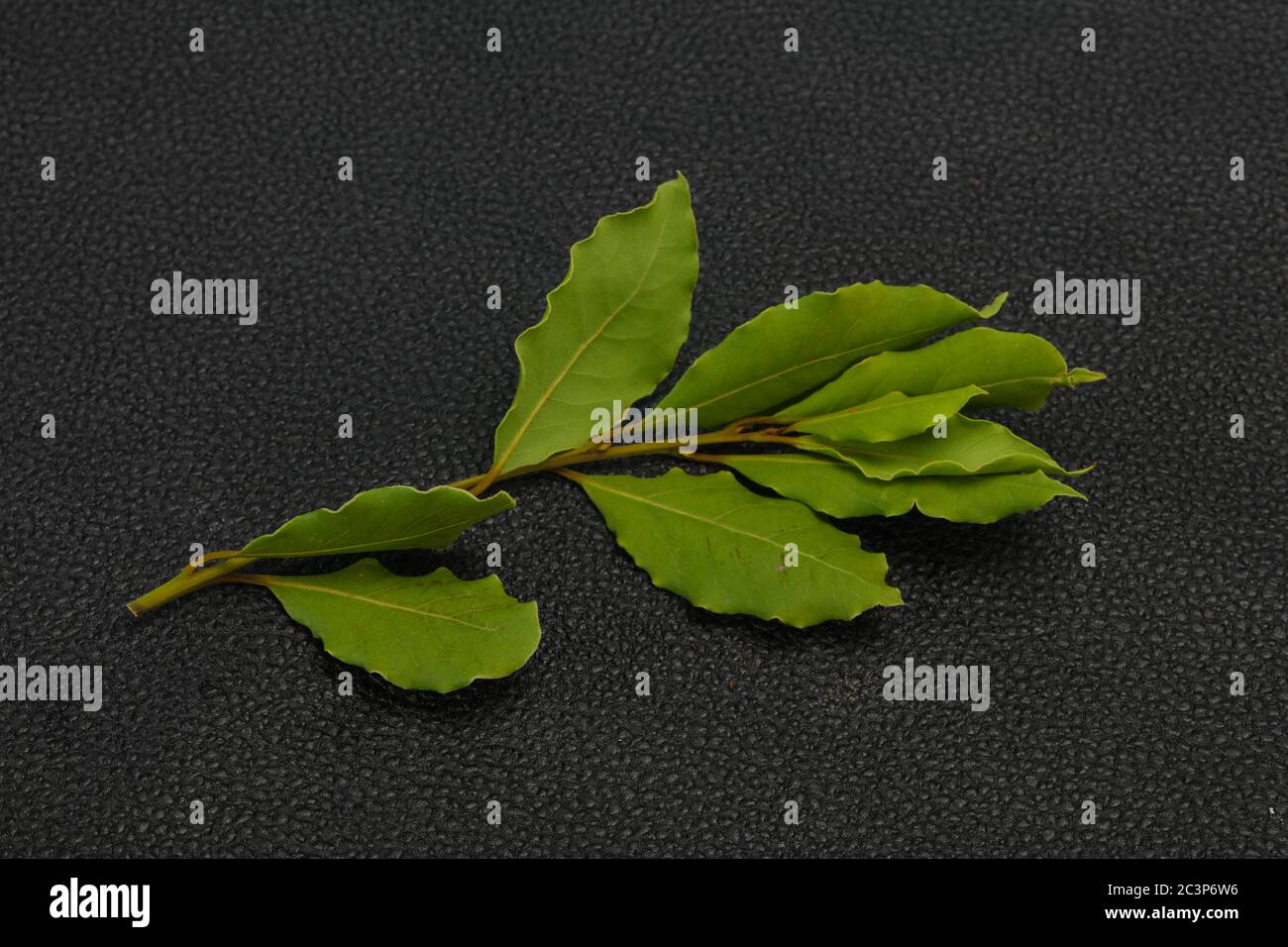 Green laurel leaves on the branch - for cooking Stock Photo - Alamy