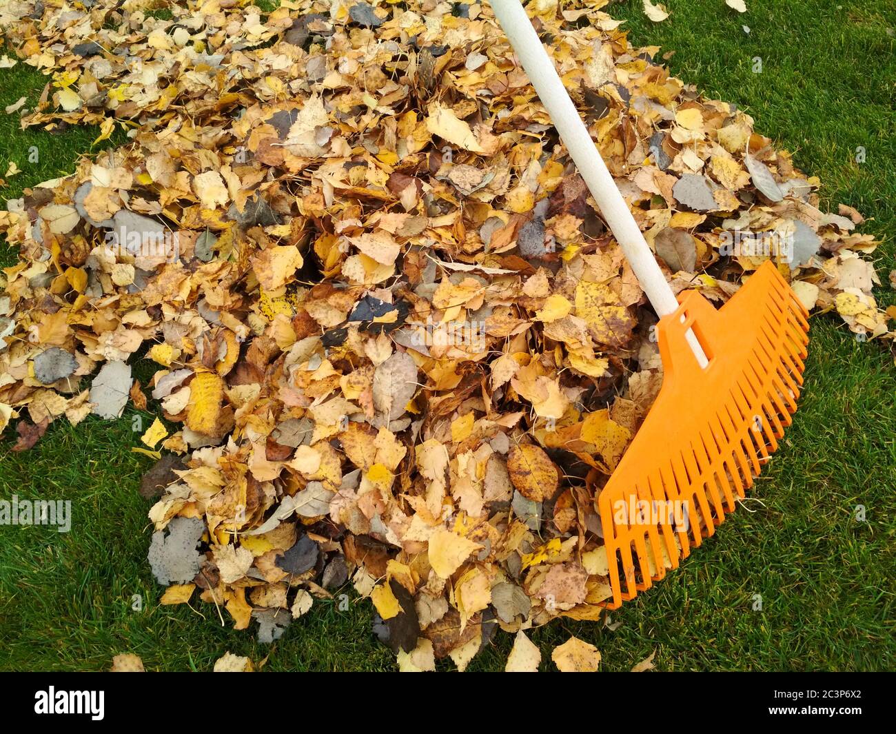 Pile of fall leaves with fan rake on lawn Stock Photo - Alamy
