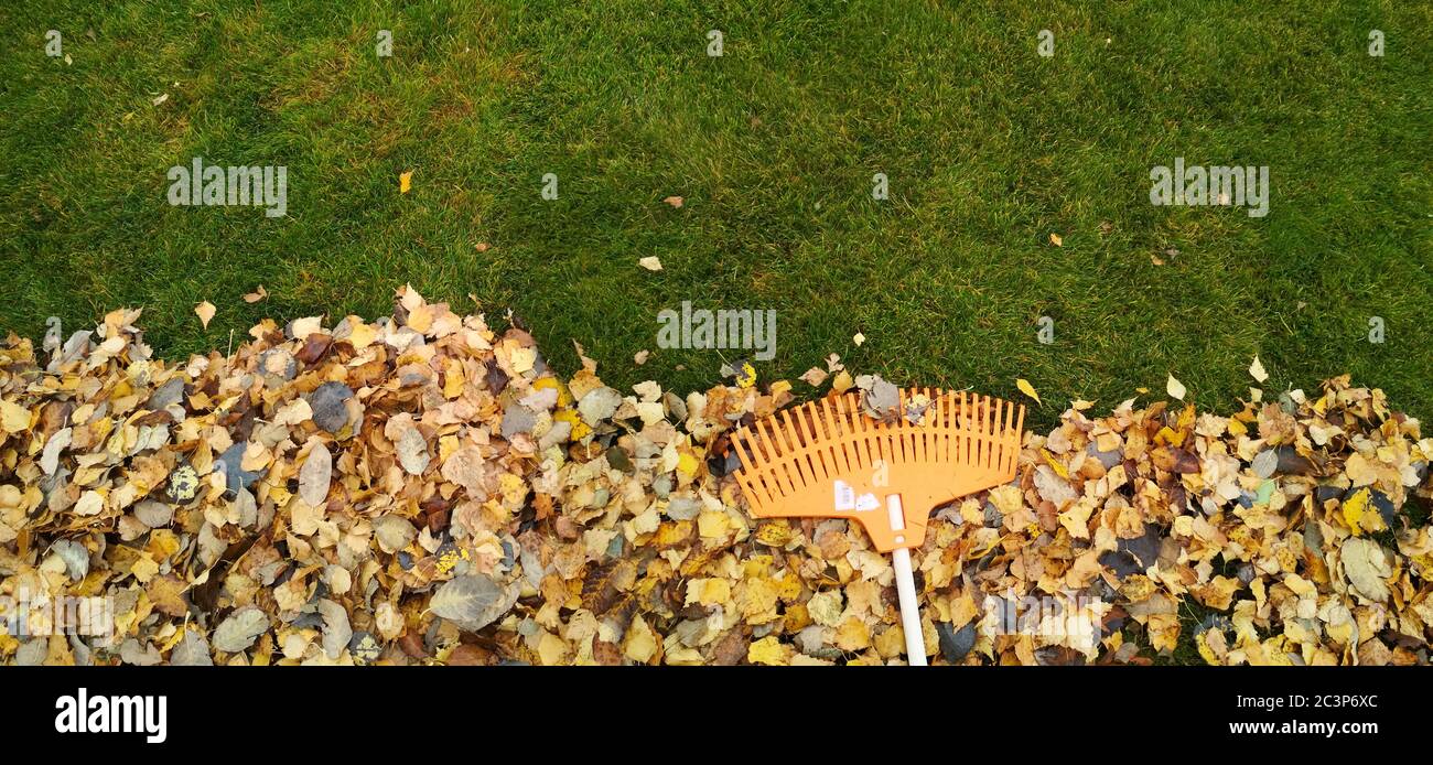 Pile of fall leaves with fan rake on lawn Stock Photo - Alamy