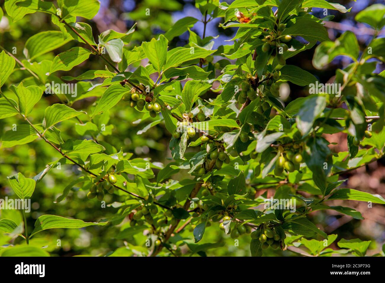Cornus mas. Green dogwood on the branches of a bush Stock Photo - Alamy