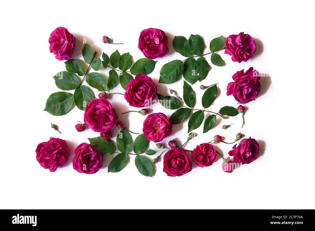 Flowers composition. Rose flowers on white background. Flat lay, top ...