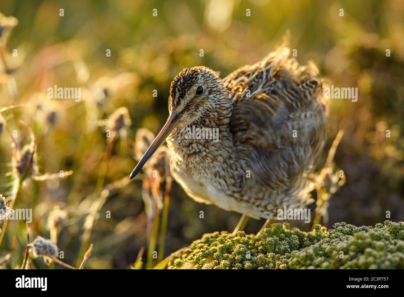 Falklands Snipe/Magellanic snipe (Gallinago magellanica), Sea Lion Island, East Falkland ...