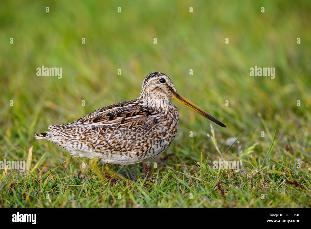 Falklands Snipe/Magellanic snipe (Gallinago magellanica), Sea Lion Island, East Falkland ...