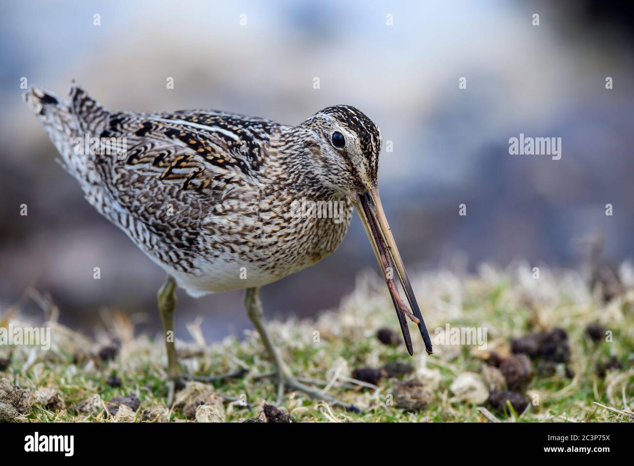 Falklands Snipe/Magellanic snipe (Gallinago magellanica), Sea Lion Island, East Falkland ...
