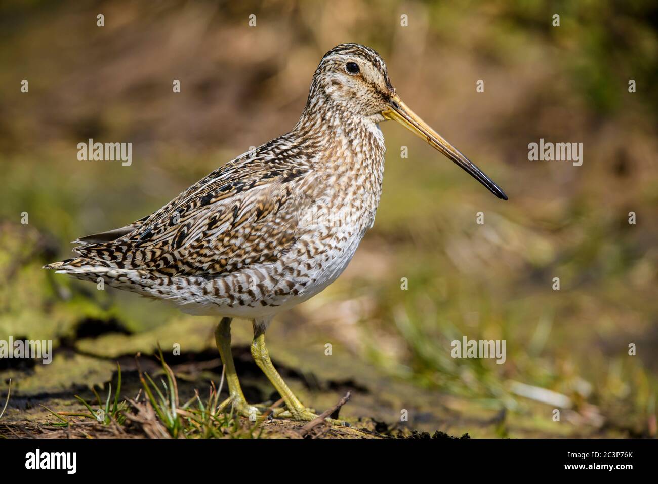 Falklands Snipe/Magellanic snipe (Gallinago magellanica), Sea Lion ...