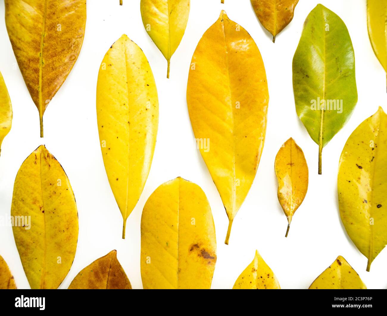 Yellow Magnolia High Resolution Stock Photography and Images - Alamy