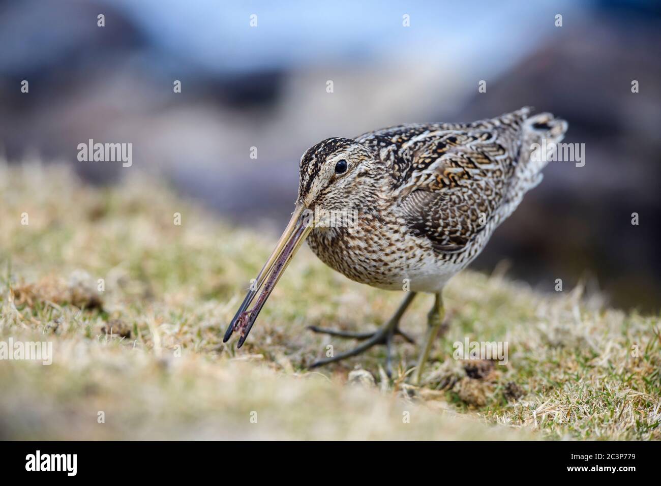 Falklands Snipe/Magellanic snipe (Gallinago magellanica), Sea Lion ...