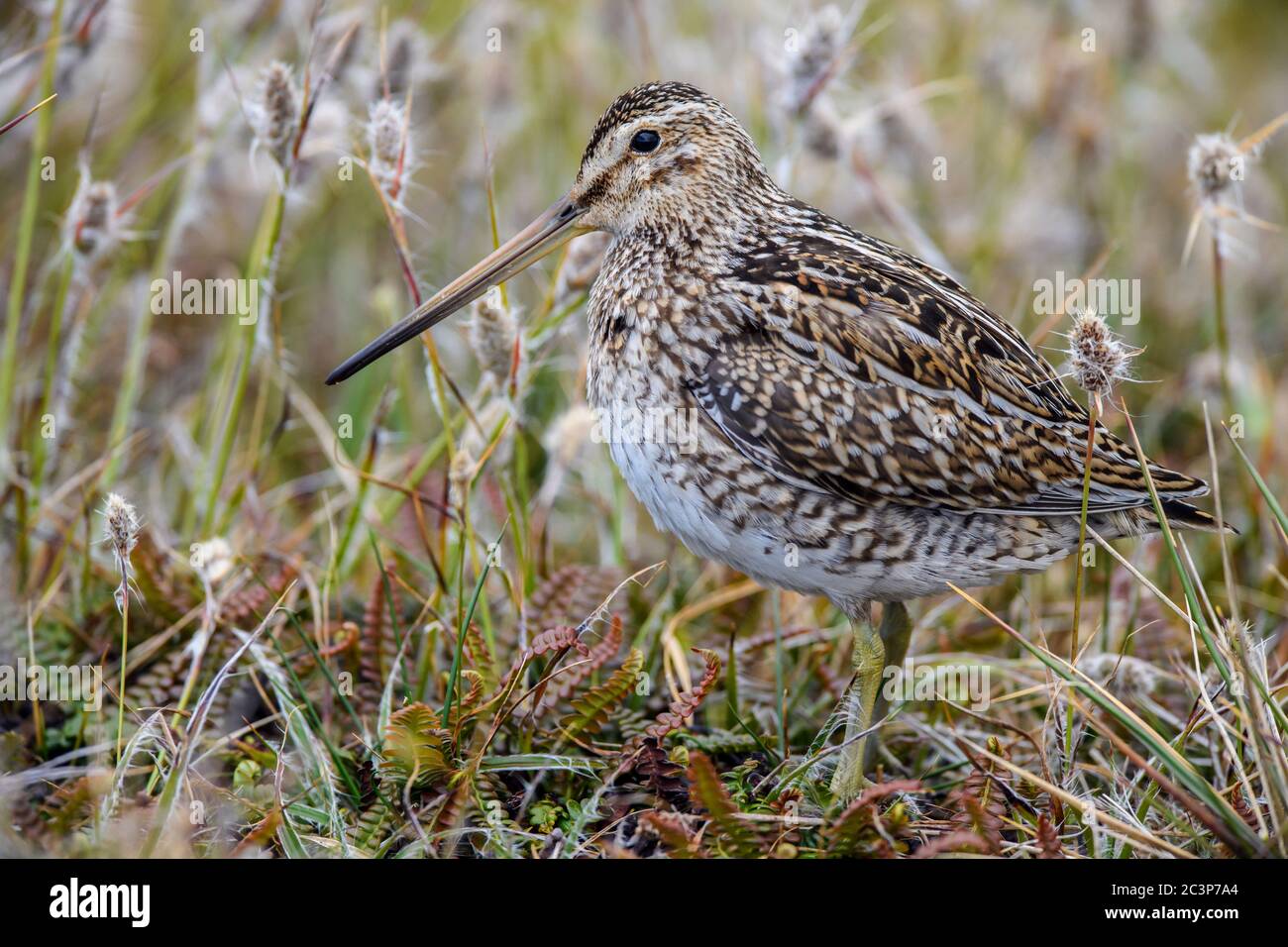 Falklands Snipe/Magellanic snipe (Gallinago magellanica), Sea Lion ...