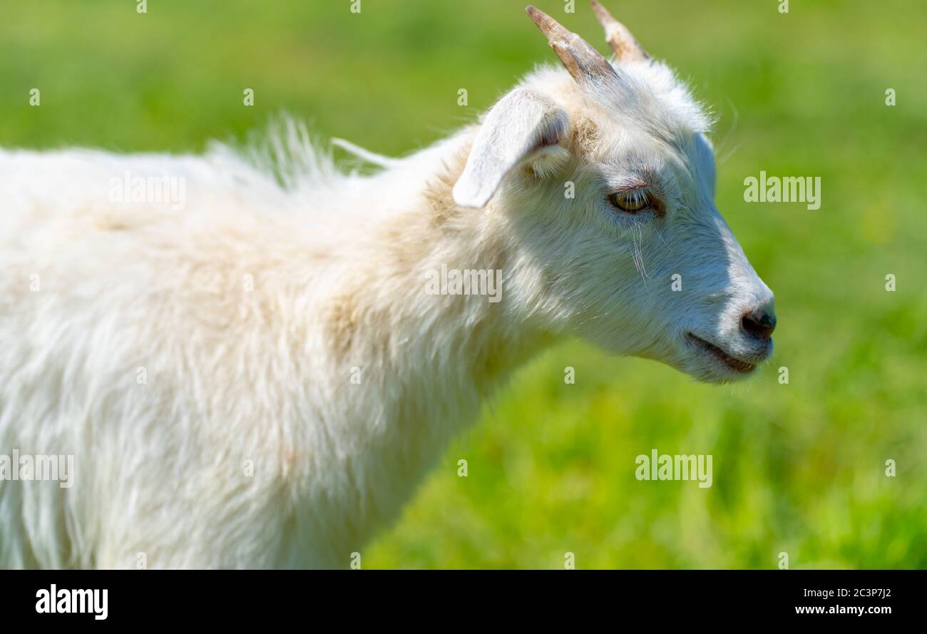 Little goat hi-res stock photography and images - Alamy