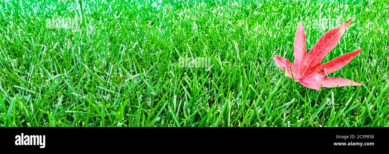 Close up autumn leaves grass hi-res stock photography and images - Alamy