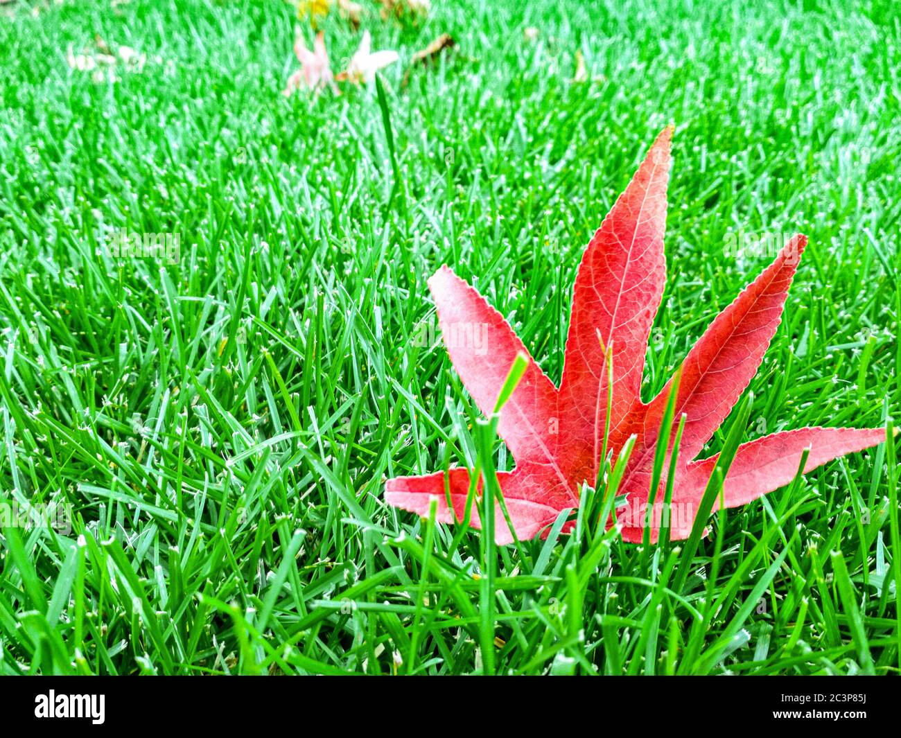 Lawn leaf hi-res stock photography and images - Alamy