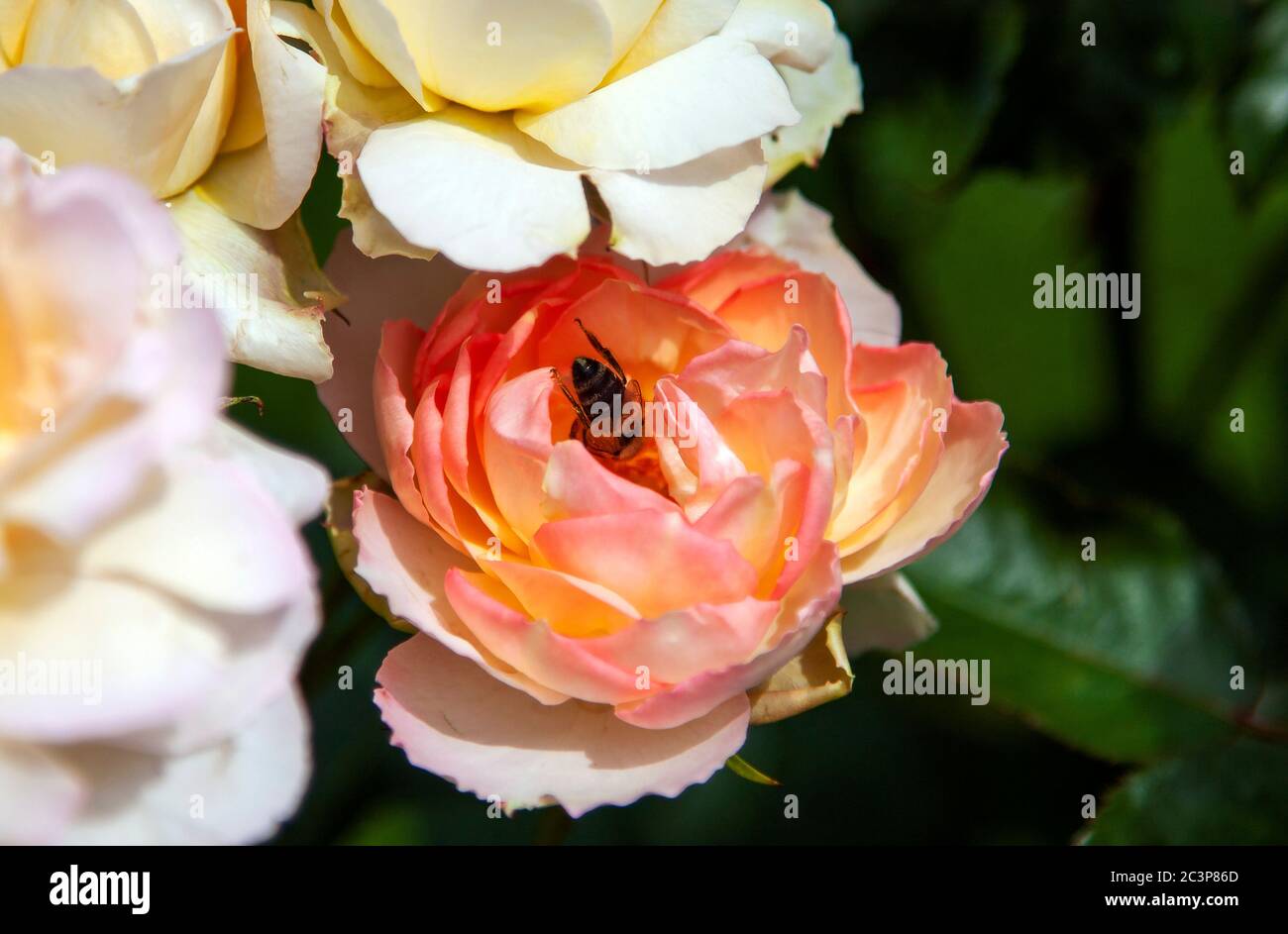 Work of bees hi-res stock photography and images - Alamy