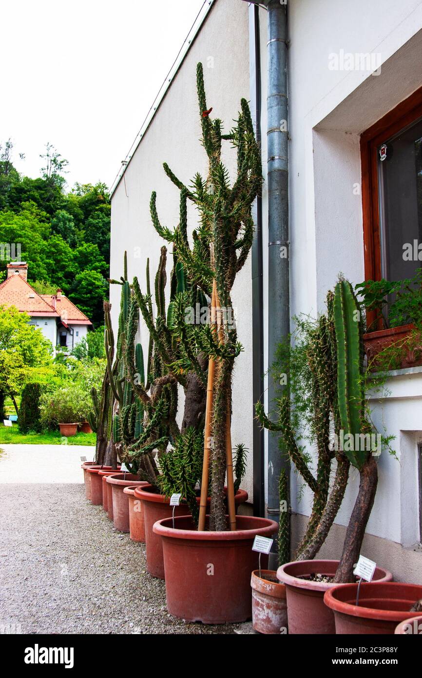 cactus collection in the botanical garden Stock Photo - Alamy