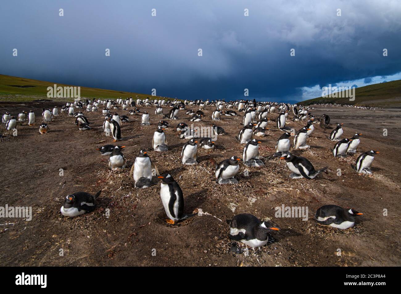Gentoo penguin (Psygoscelis papua), Saunders Island, West Falkland ...
