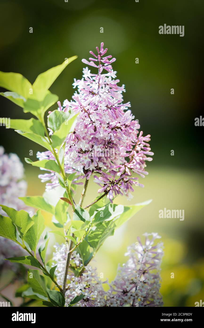 Lilac flower of a pale pinkish-violet color. Large garden shrub with ...