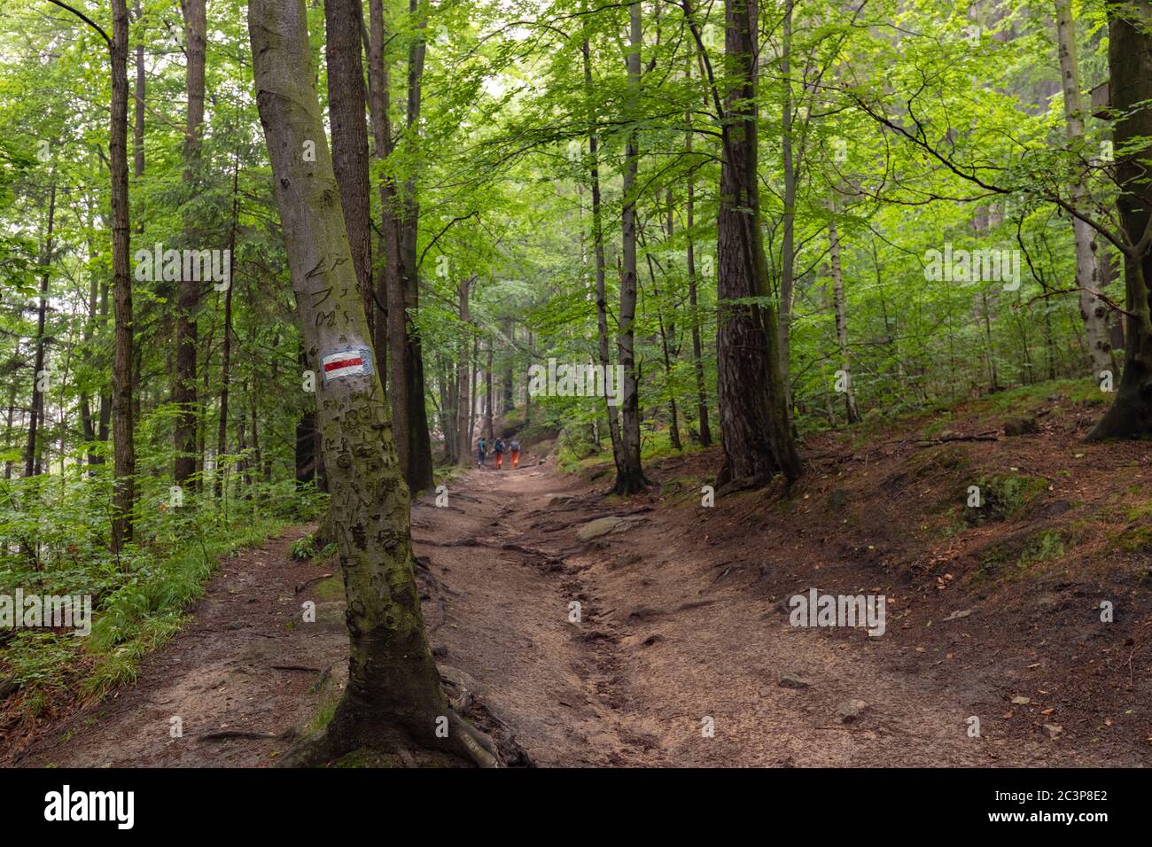 Hikers walking on Marked red touristic trail in the mountain forest ...