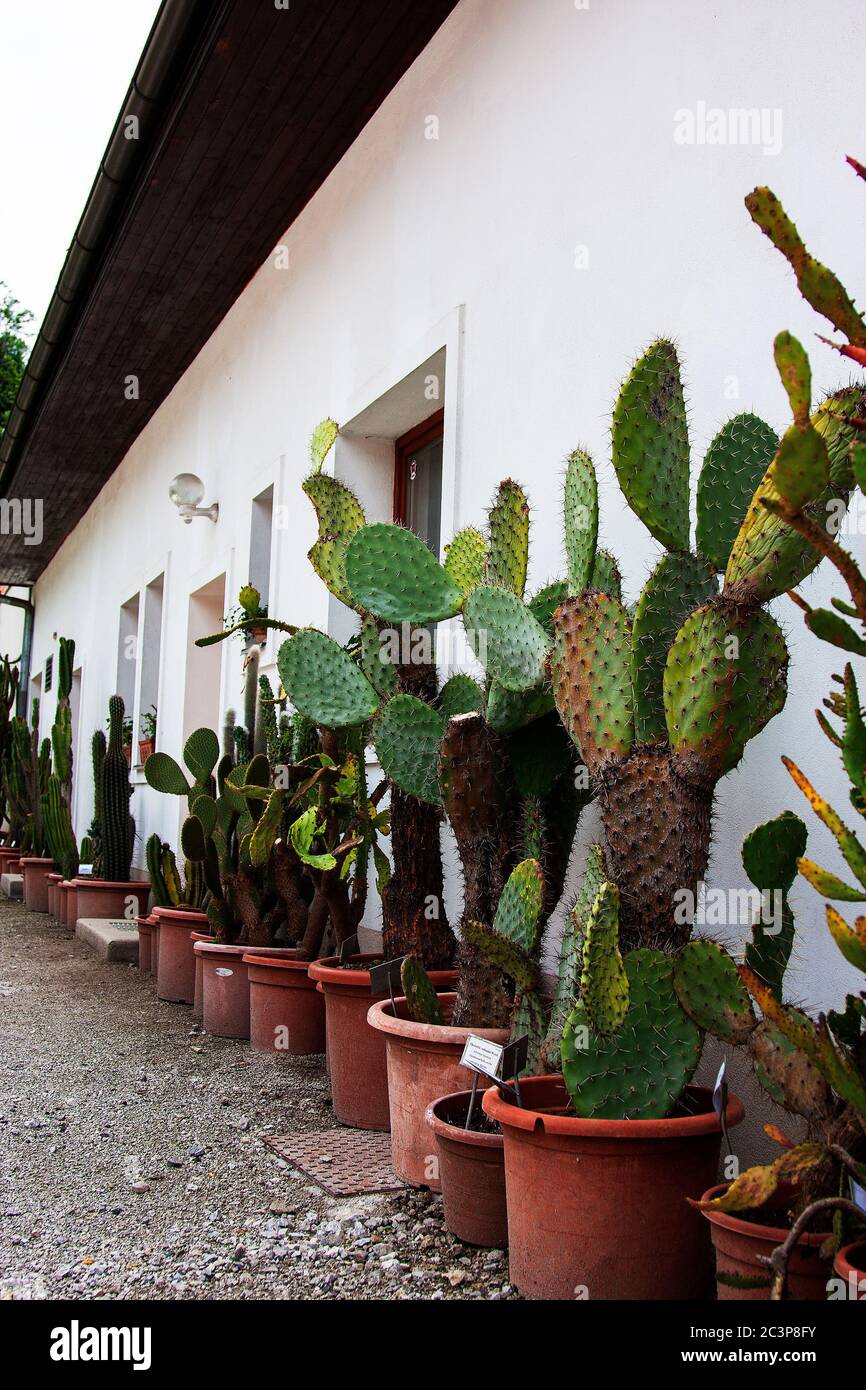 cactus collection in the botanical garden Stock Photo - Alamy