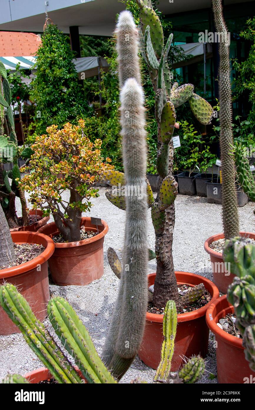 cactus collection in the botanical garden Stock Photo - Alamy
