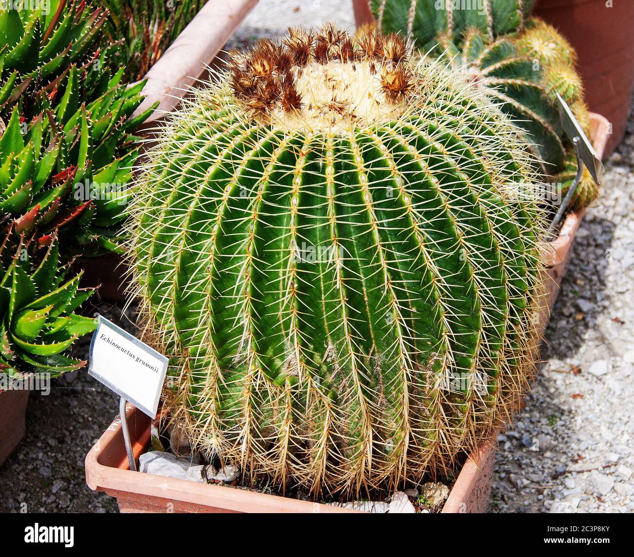 cactus collection in the botanical garden Stock Photo - Alamy