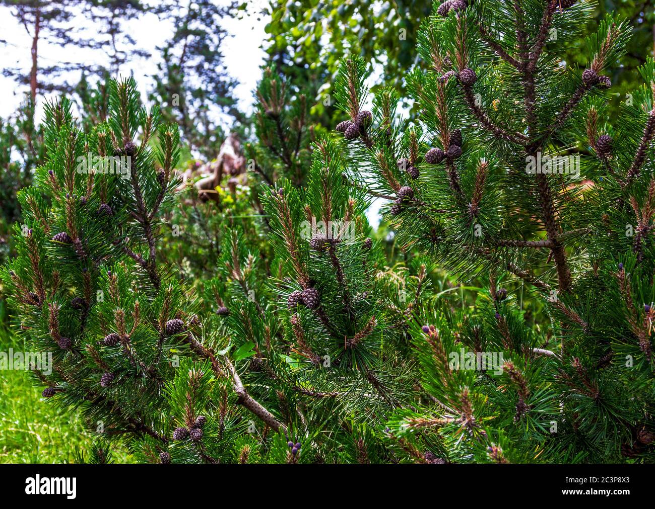 alpine slide in a garden with pine dwarf trees Stock Photo - Alamy