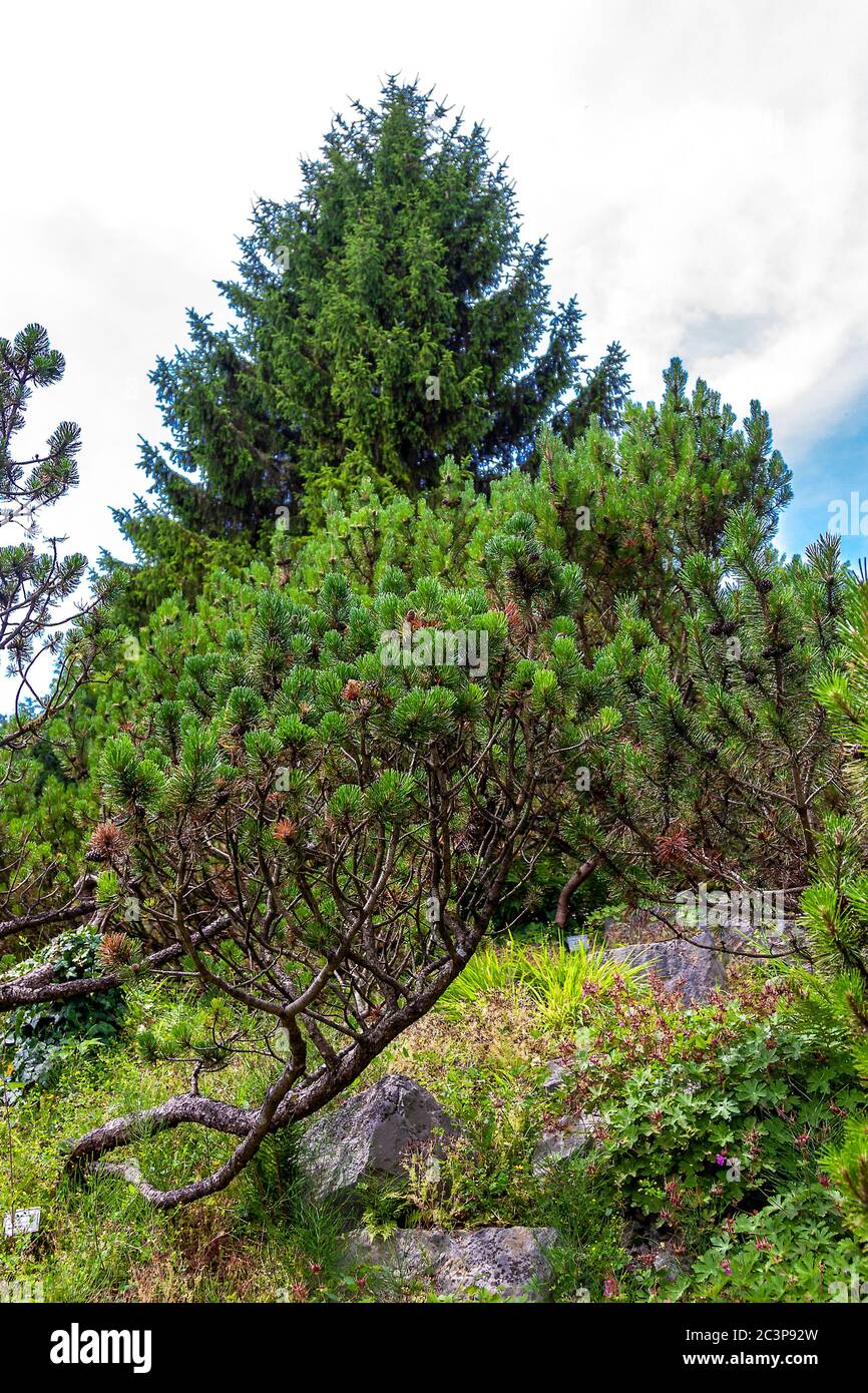 alpine slide in a garden with pine dwarf trees Stock Photo - Alamy