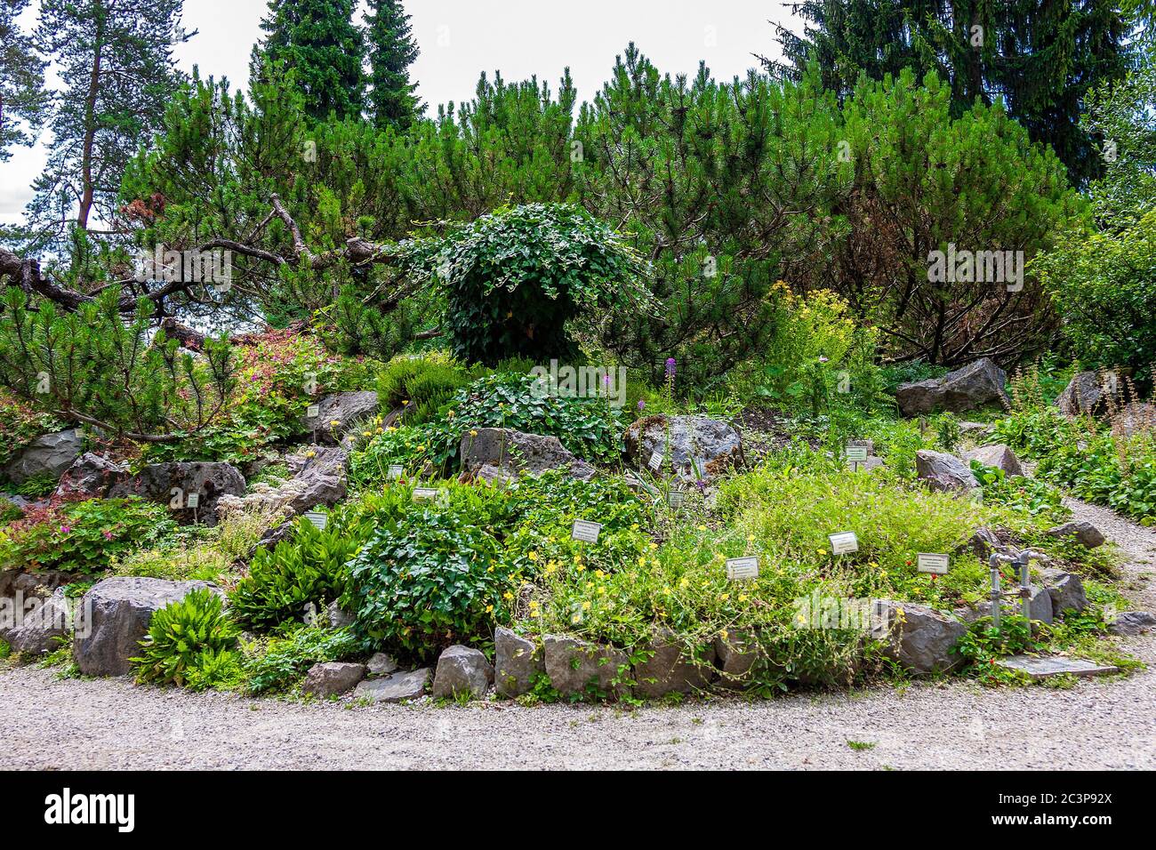 alpine slide in a garden with pine dwarf trees Stock Photo - Alamy