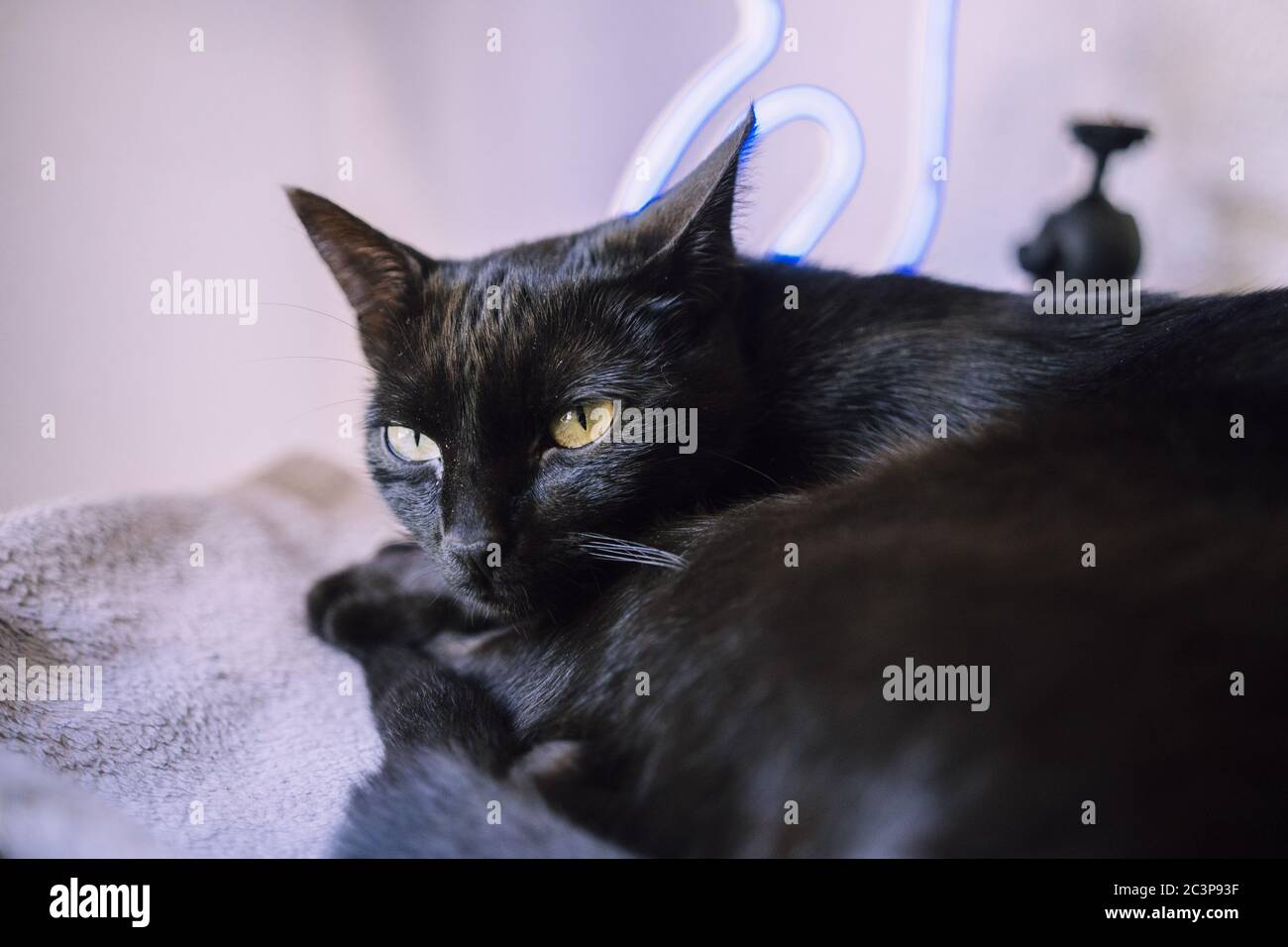 Beautiful black cat with light brown eyes sitting on the bed Stock ...