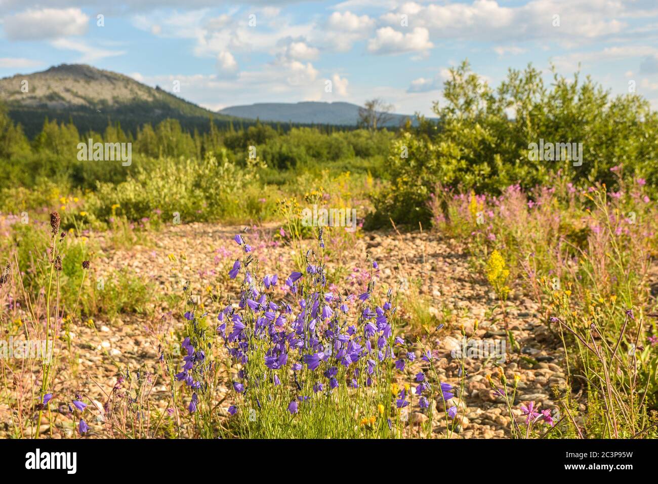 Wild bluebells. Meadow flowers in the Northern Urals in the national ...