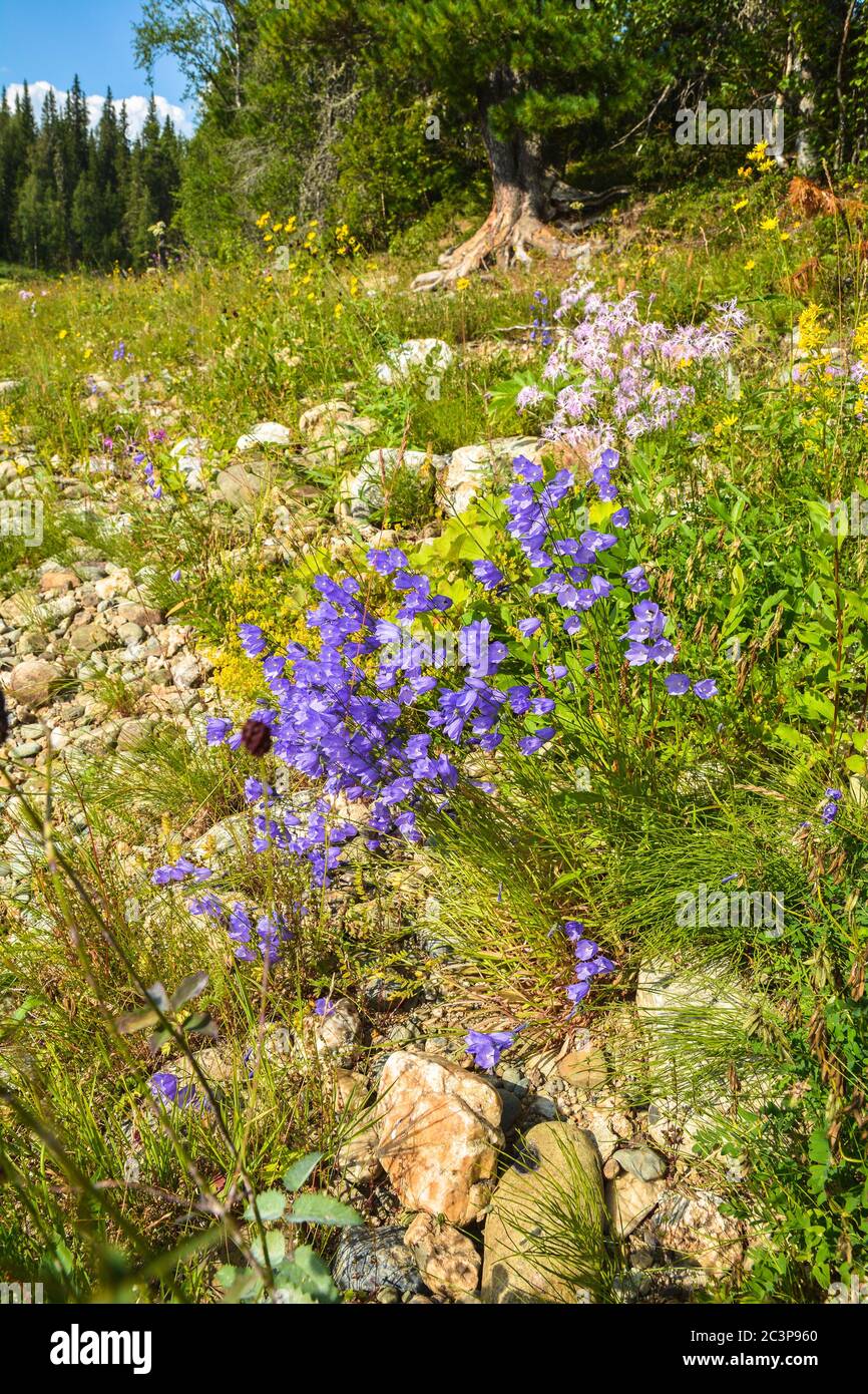 Wild bluebells. Meadow flowers in the Northern Urals in the national ...