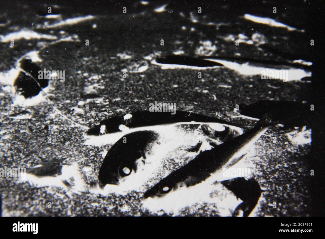 Fine 70s vintage black and white extreme photography of glowing dead ...