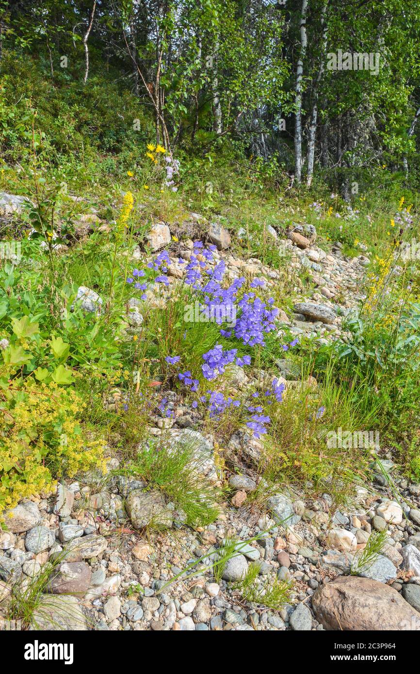 Wild bluebells. Meadow flowers in the Northern Urals in the national ...